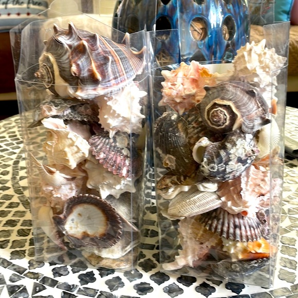 Accents | Outdoor Garden Shells Pack Of 2 | Poshmark